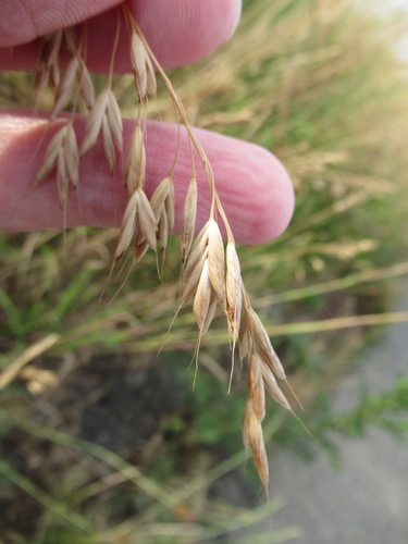 Subspecies Bromus commutatus decipiens · iNaturalist