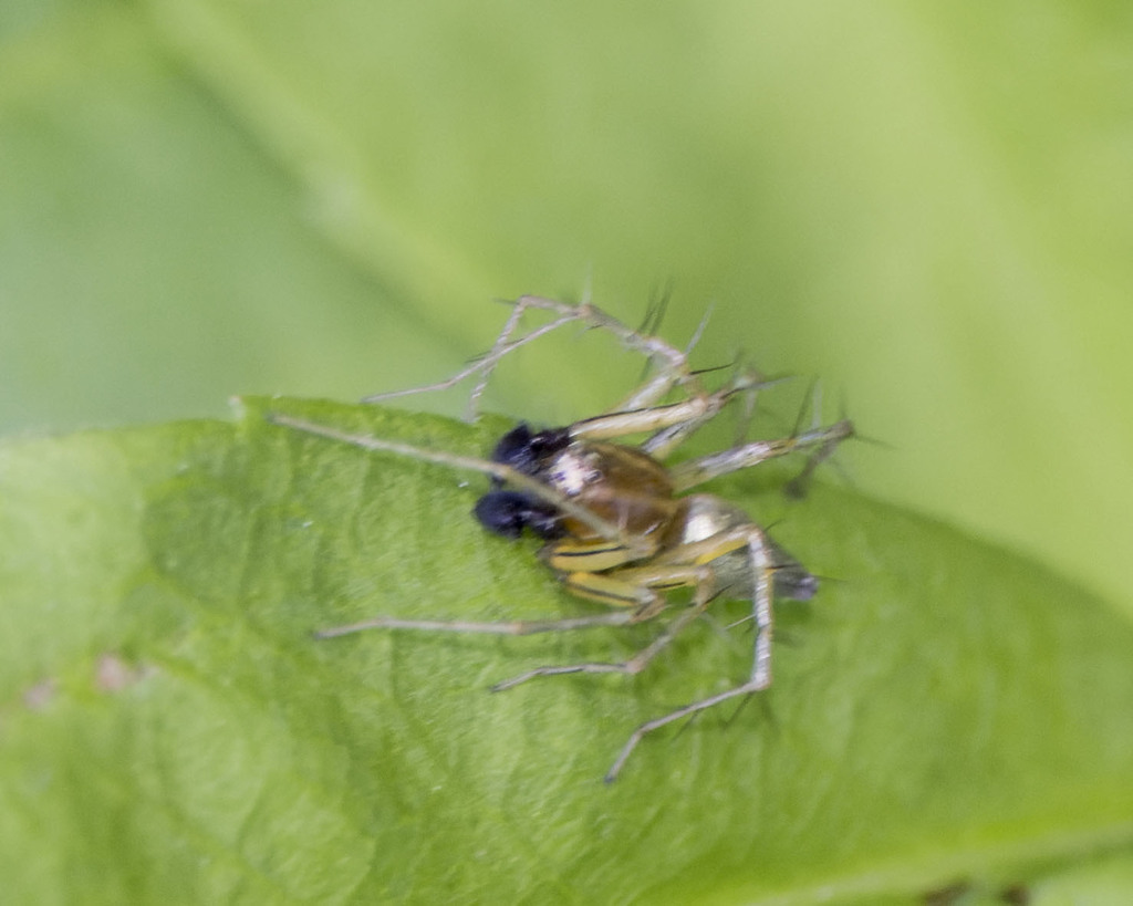 Striped Lynx Spider from Downers Grove, IL, USA on June 22, 2023 at 06: ...