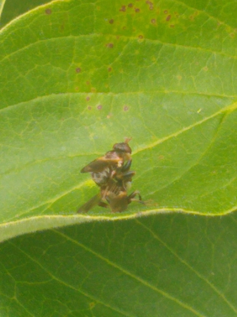 Myopa vesiculosa from Oak Hill, Newton, MA, USA on June 23, 2023 at 10: ...