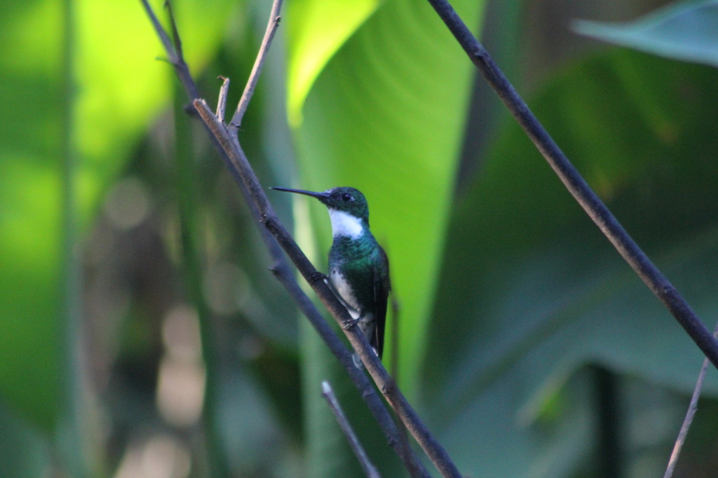 White-throated Hummingbird from Fray Luis Beltrán 150, N3370 Puerto ...