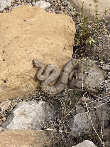 Mottled Rock Rattlesnake (Crotalus lepidus lepidus) - Snakes and Lizards