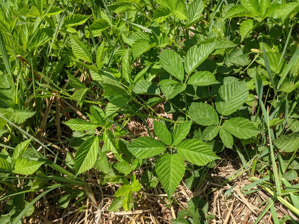 Big Horseshoe Lake bristleberry in June 2023 by Jaxon Lane. *Rubus ...