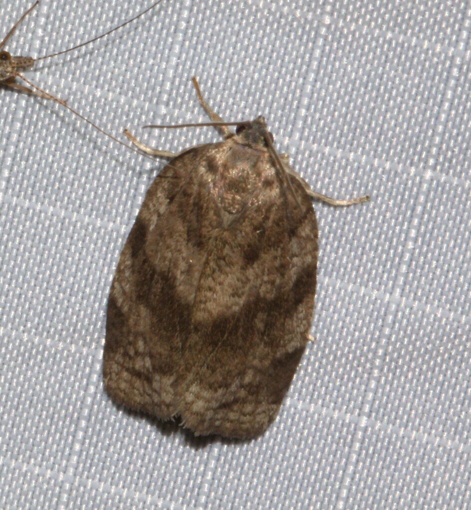 Large Aspen Tortrix from Parc régionale de la rivière Métis on June 22 ...