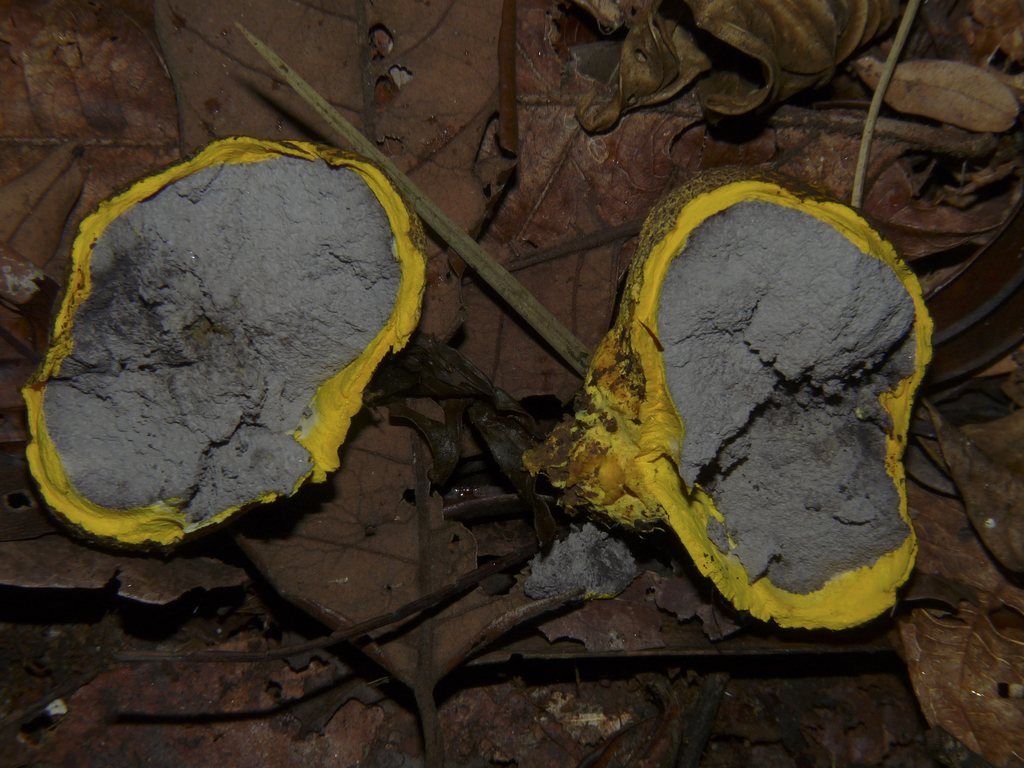 Scleroderma xanthochroum from Buenaventura, Valle del Cauca, Colombia ...