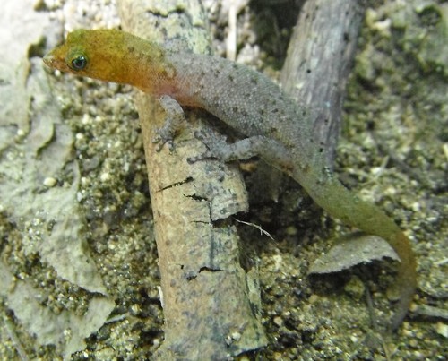Subespecie Sphaerodactylus vincenti psammius · NaturaLista Colombia
