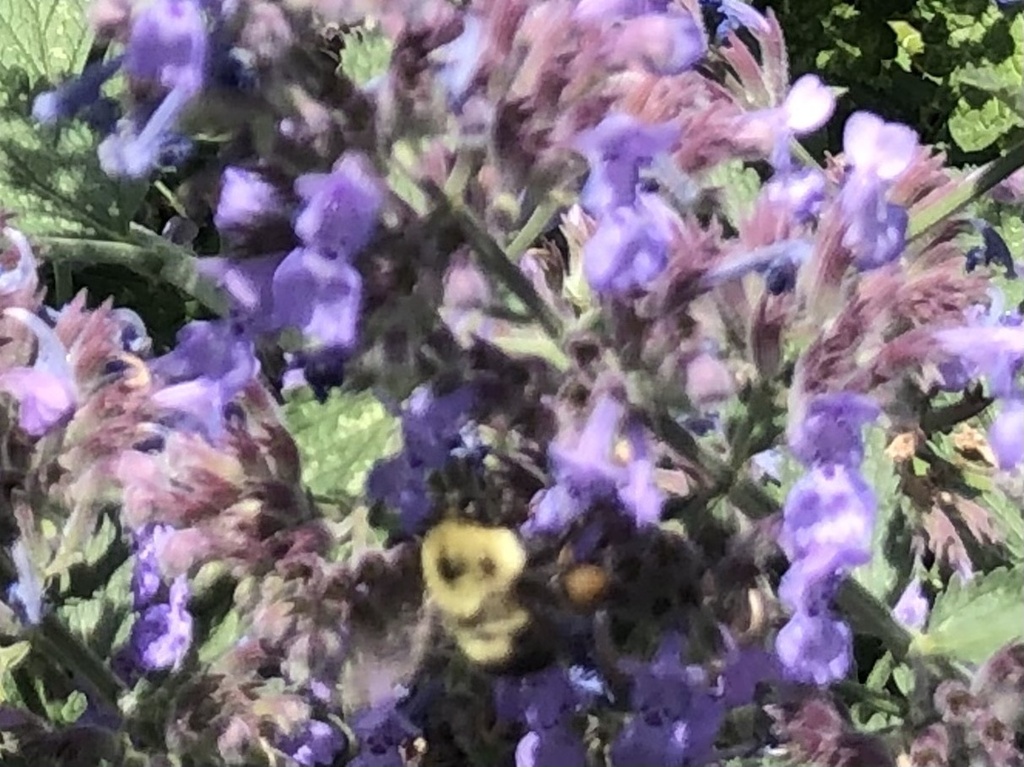 Two-spotted Bumble Bee from Île de Montréal, Montréal, QC, CA on June ...
