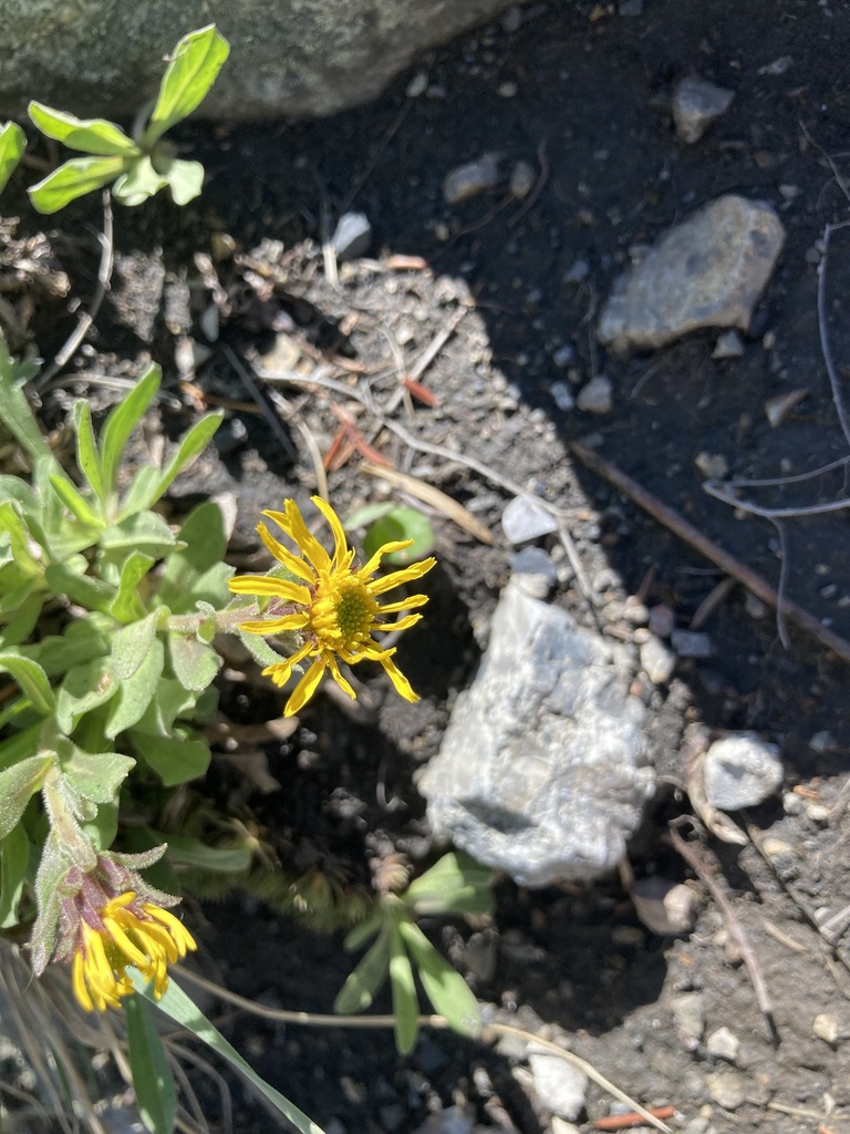 lyall's tonestus from Kananaskis, AB T0L, Canada on June 22, 2023 at 11 ...