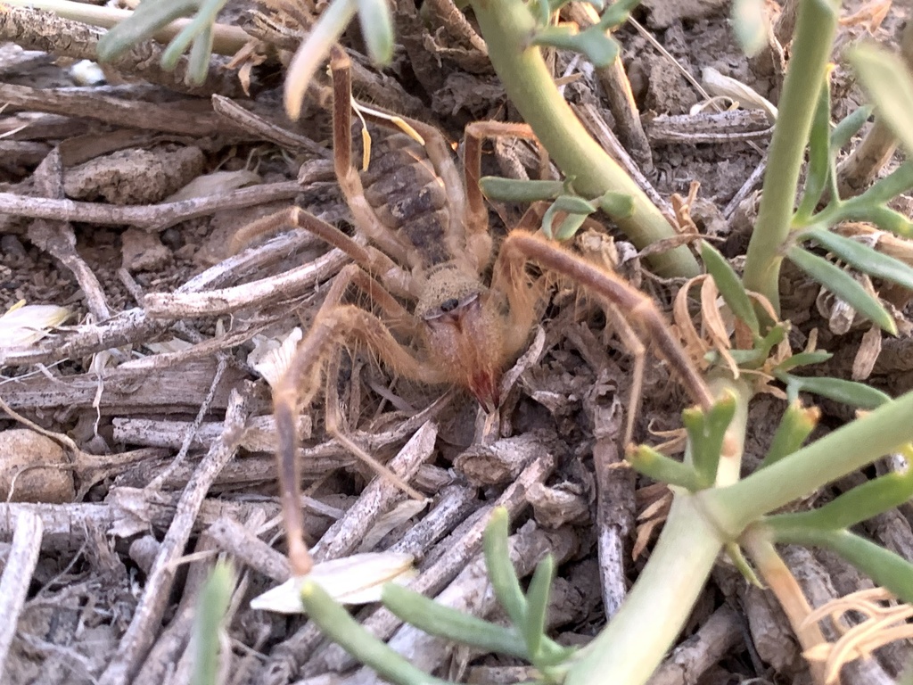 Galeodes caspius from 乌鲁木齐县, 乌鲁木齐市, 新疆维吾尔自治区, CN on June 23, 2023 at 07 ...