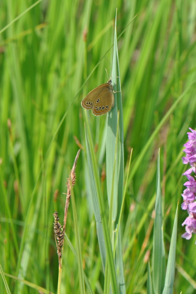 Ringlet from Schaan, Liechtenstein on June 16, 2023 at 10:38 AM by ...