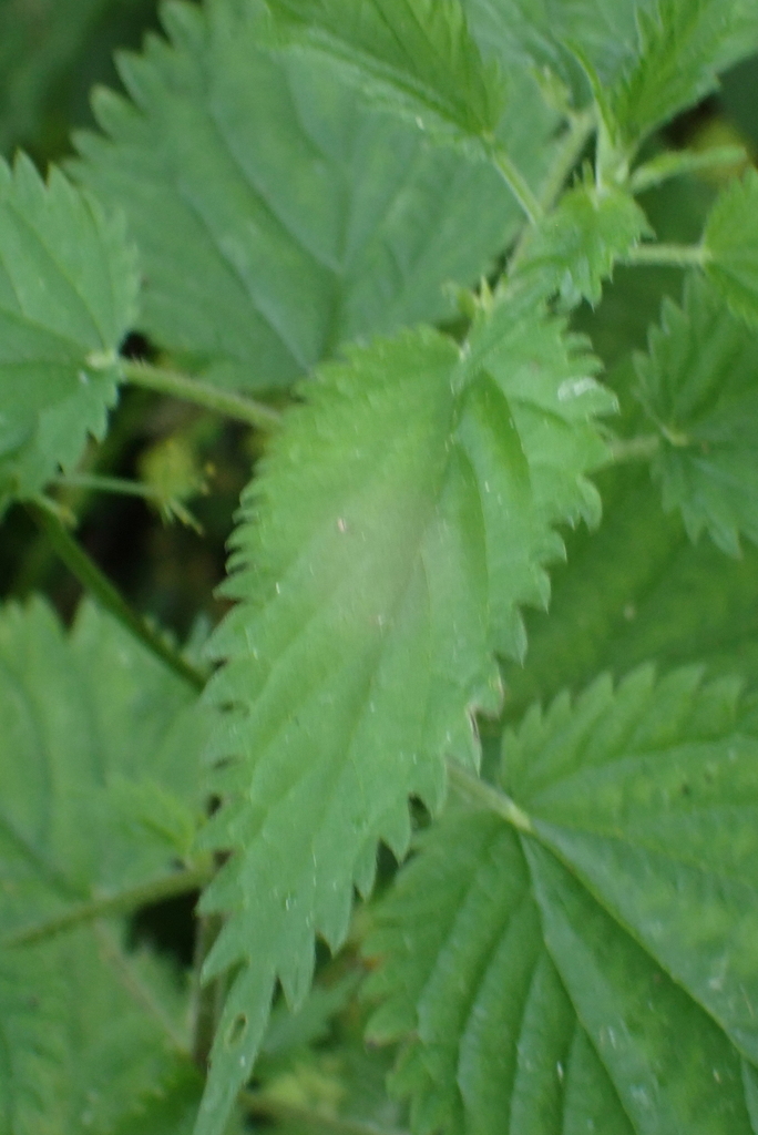great stinging nettle from Emsworth PO10, UK on June 23, 2023 at 11:55 ...