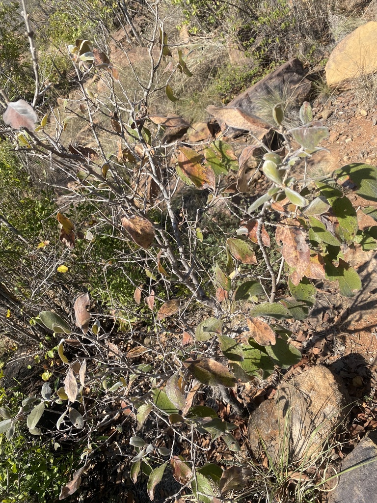 Velvet Bushwillow from Lephalale Rural, Lephalale, LP, ZA on June 21 ...
