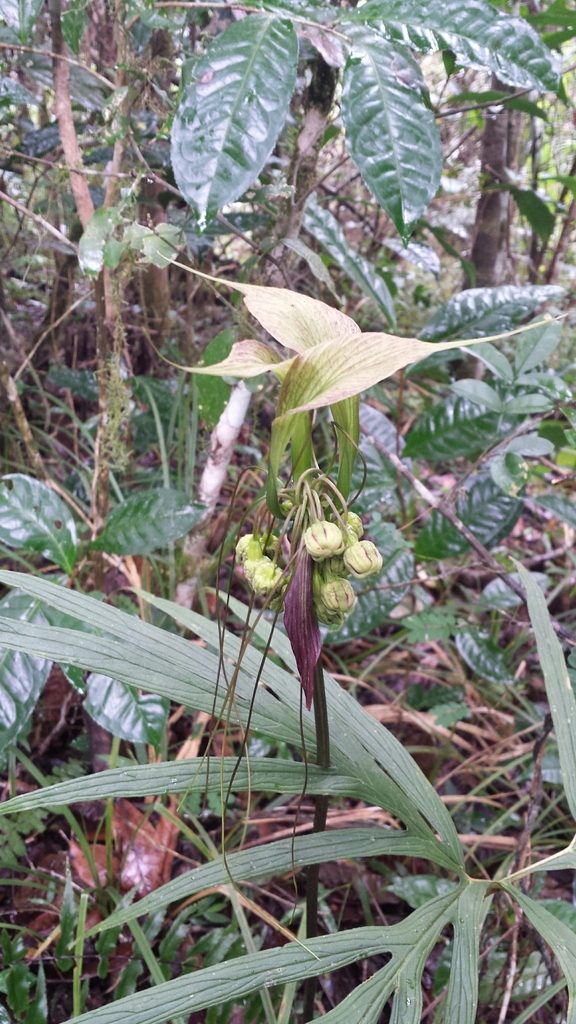 Polynesian Arrowroot on January 20, 2016 at 11:34 AM by Solofo Eric ...