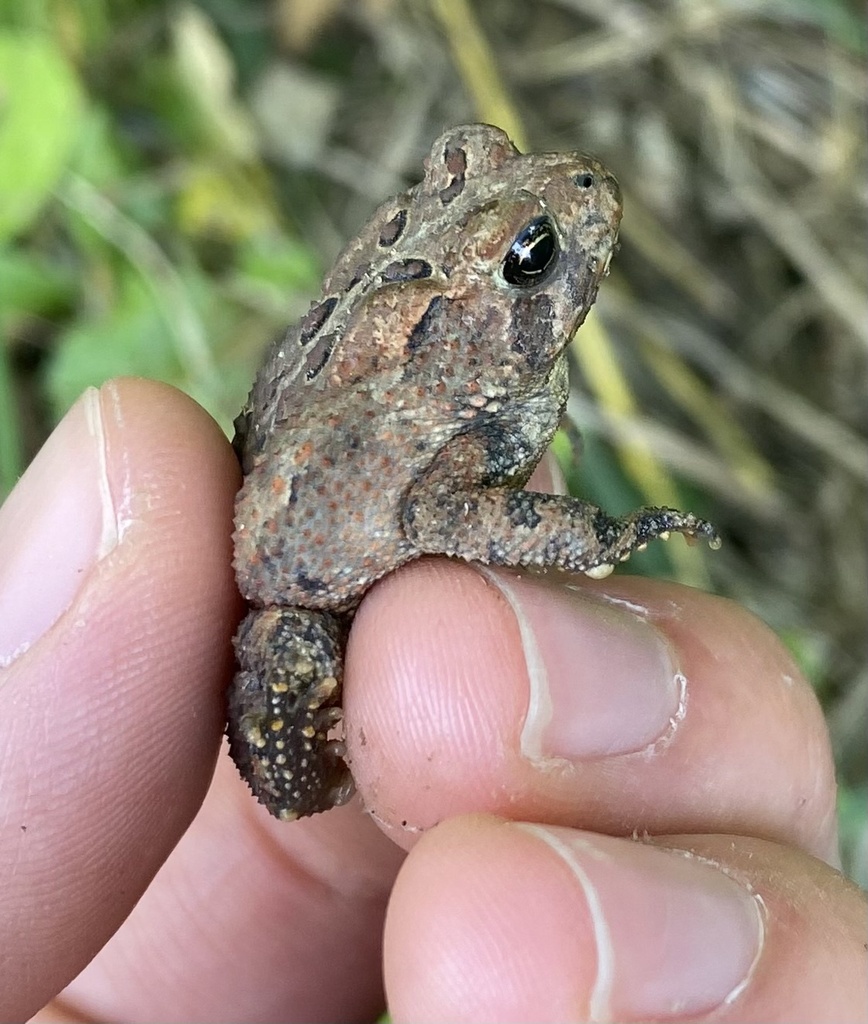 American Toad from N Green Bay Rd, Caledonia, WI, US on June 23, 2023 ...
