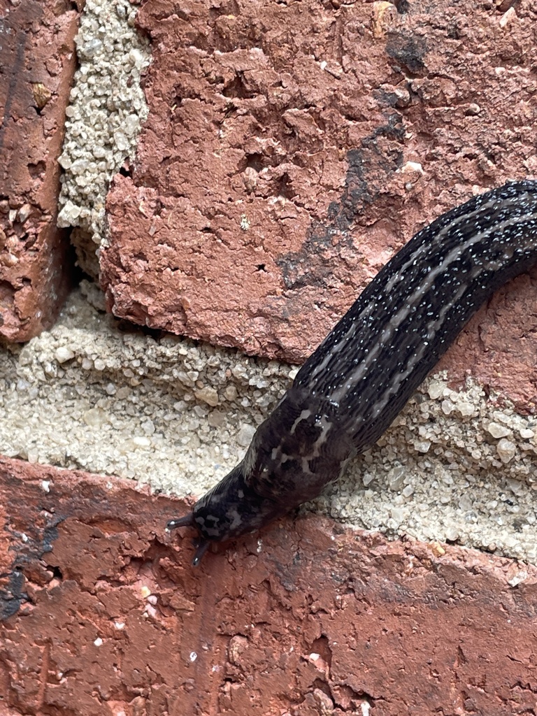 Leopard Slug from Antioch Ct, Weddington, NC, US on June 23, 2023 at 12 ...