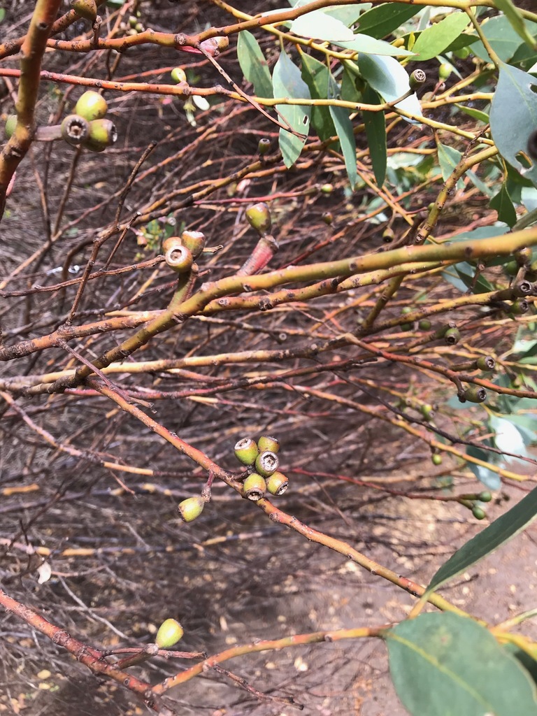 coastal moort from Gracetown WA 6284, Australia on October 31, 2018 at ...