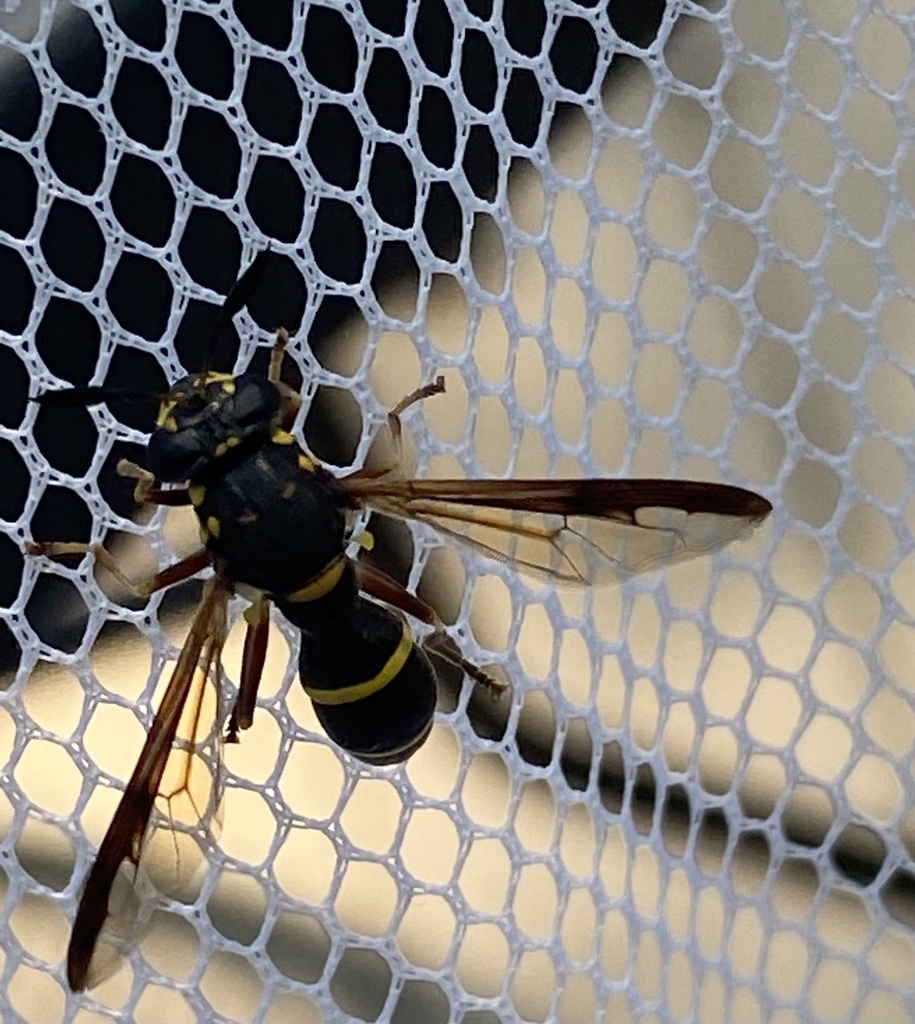 Williston's Wasp Fly in June 2023 by thecicadadude. I think this is my ...