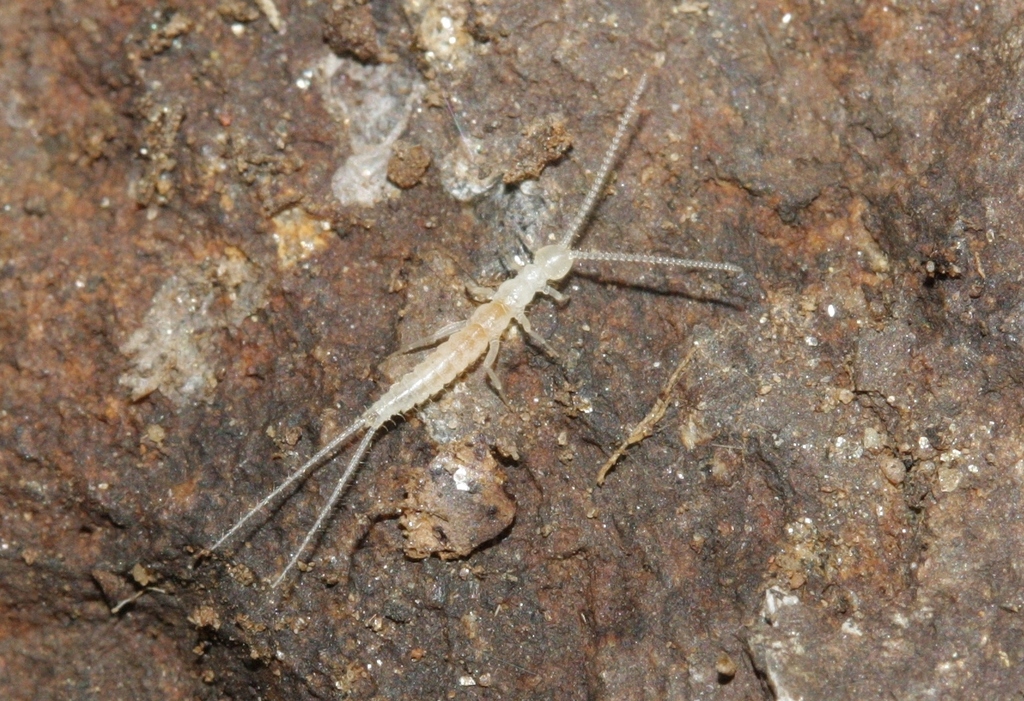 Campodea (Invertebrates of Mt. Tabor) · iNaturalist