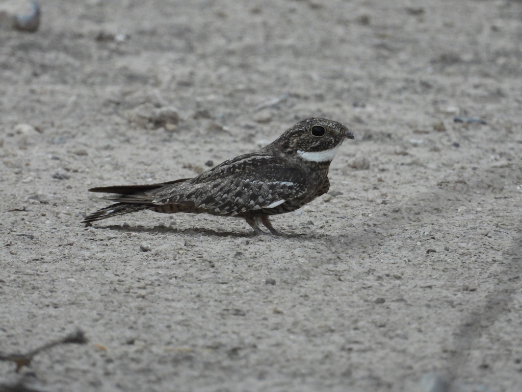 Lesser Nighthawk from Mapimí, Dgo., México on June 16, 2023 at 07:22 PM ...