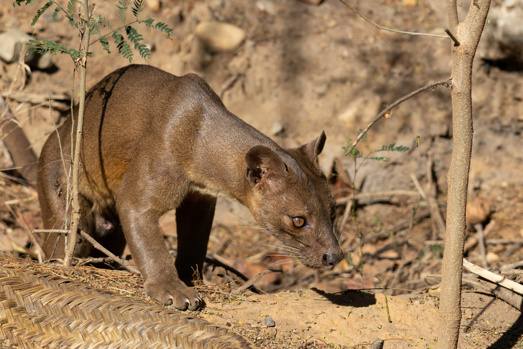 Fossa from Дистрих де Морондава, Мадагаскар on June 2, 2023 at 09:31 AM ...