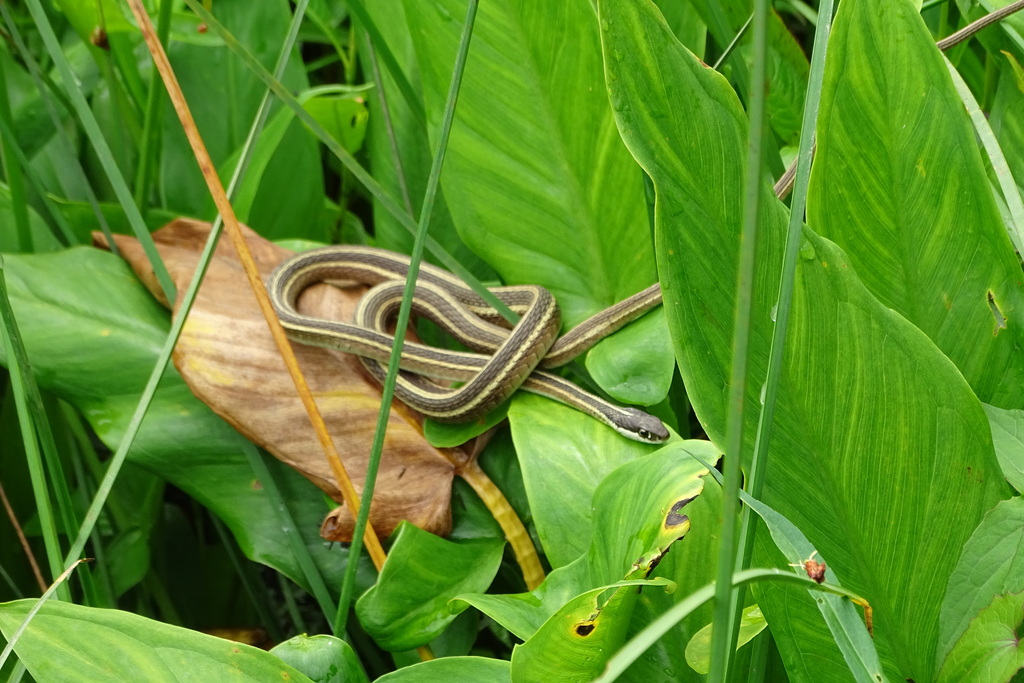 Eastern Ribbon Snake from Richmond County, VA, USA on June 23, 2023 at ...