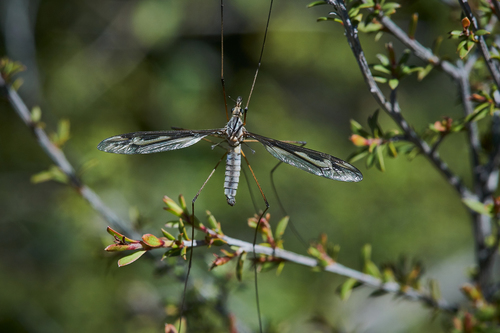 Leptotarsus decoratus · iNaturalist