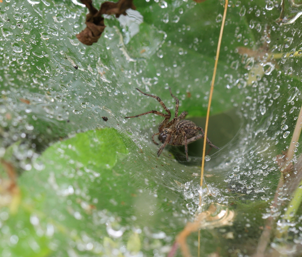 Grass Spiders from Greene County, OH, USA on June 23, 2023 at 11:20 AM ...
