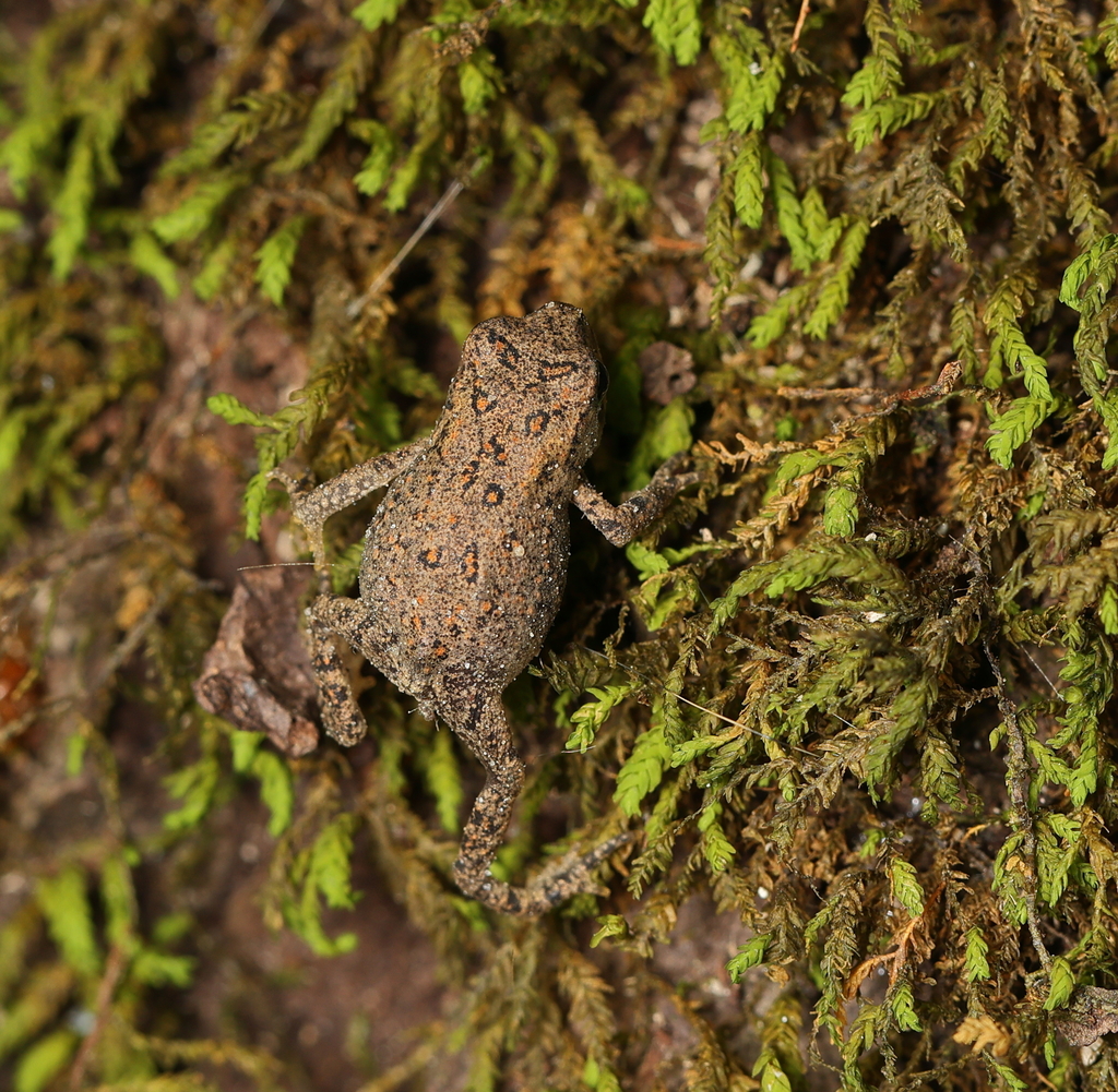 Fowler's Toad from Greene County, OH, USA on June 23, 2023 at 11:49 AM ...
