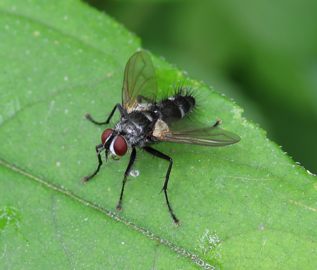 Bristle Flies from Greene County, OH, USA on June 23, 2023 at 11:59 AM ...