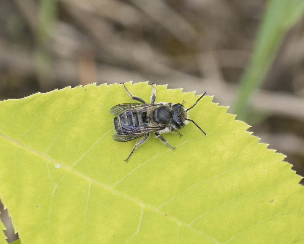 Flat-tailed Leafcutter Bee from Huber Heights, OH, USA on June 20, 2023 ...