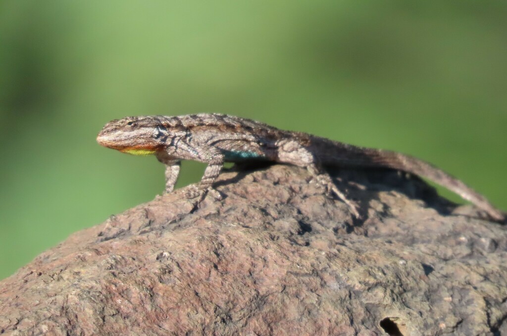 Ornate Tree Lizard from Cochise County, AZ, USA on June 23, 2023 at 08: ...