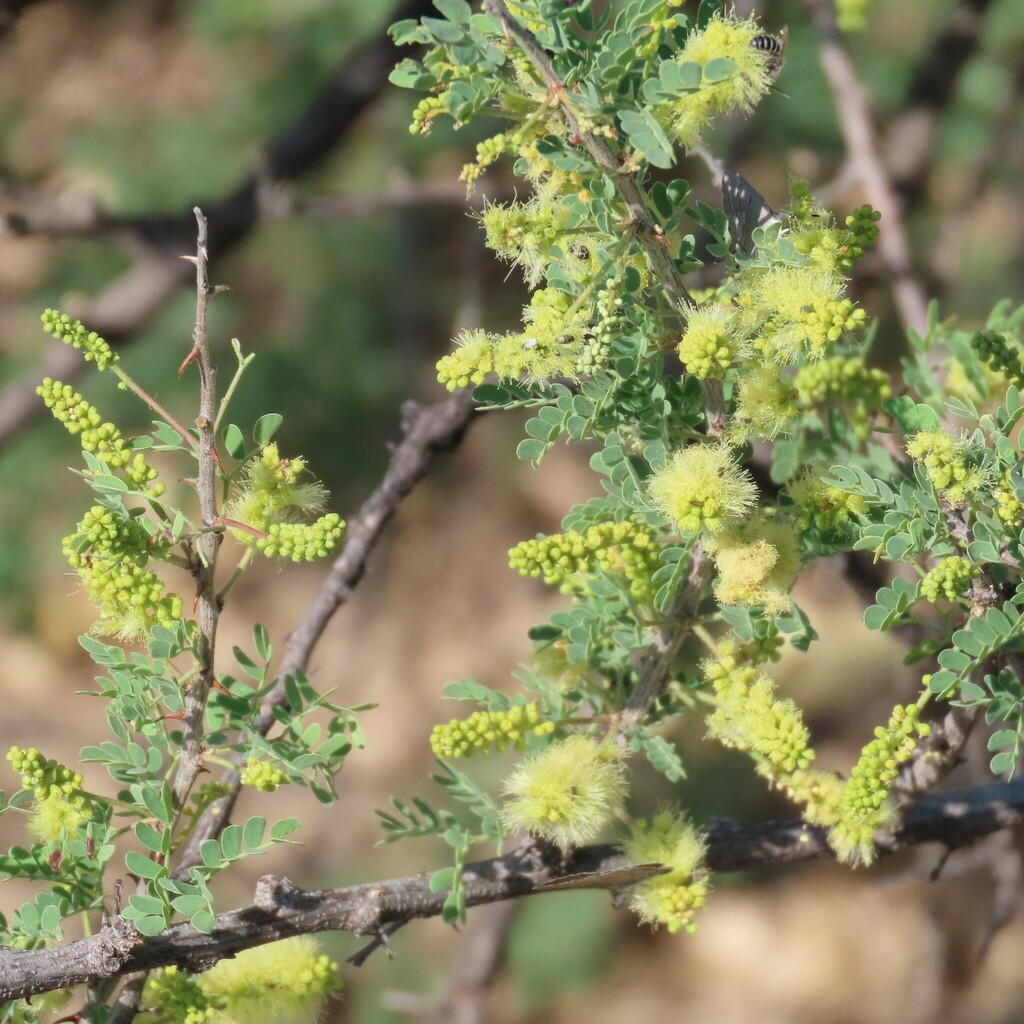 Catclaw Acacia from Cochise County, AZ, USA on June 23, 2023 at 08:18 ...