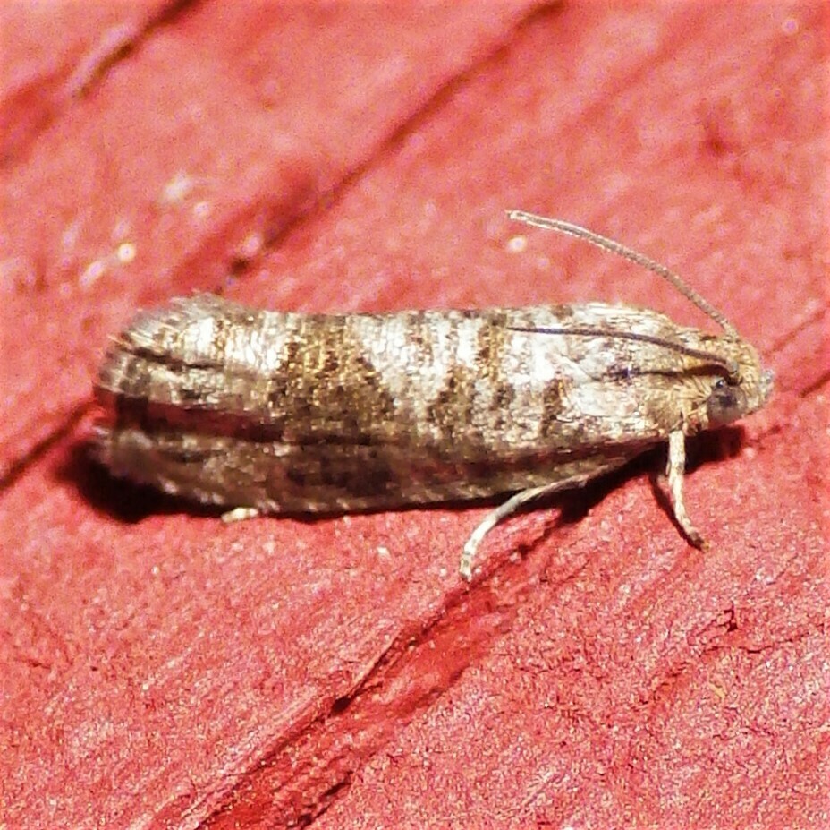 Cherry Fruitworm Moth from Fitzgerald Rd, Burdett, NY 14818, USA on ...