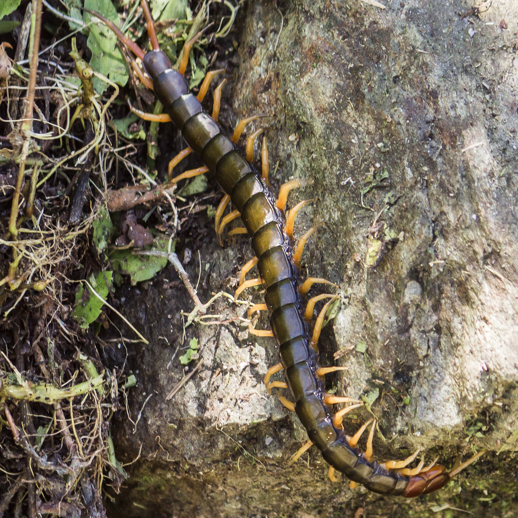 Chinese Red-headed Centipede from 台灣台東縣 on June 21, 2023 at 11:46 AM by ...