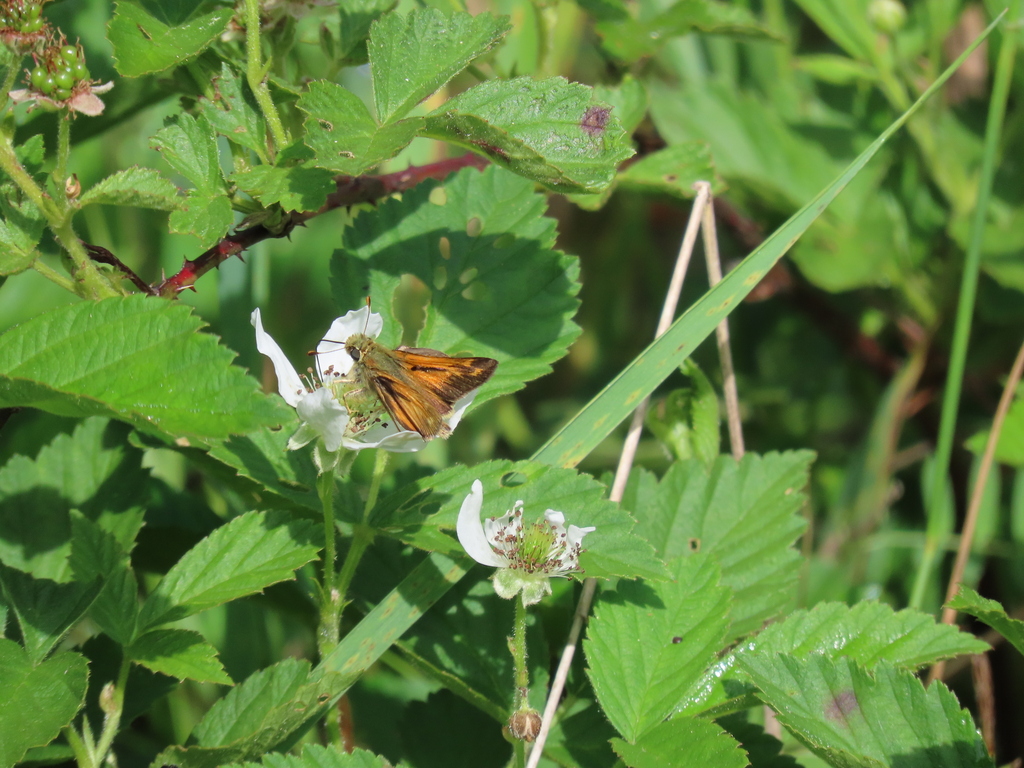 Indian Skipper from Ossipee Pine Barrens, Freedom, NH on June 23, 2023 ...