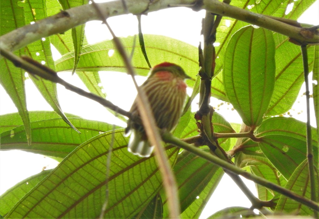 Striolated Manakin from Puerto Bello, Juanes, San Carlos, Antioquia ...