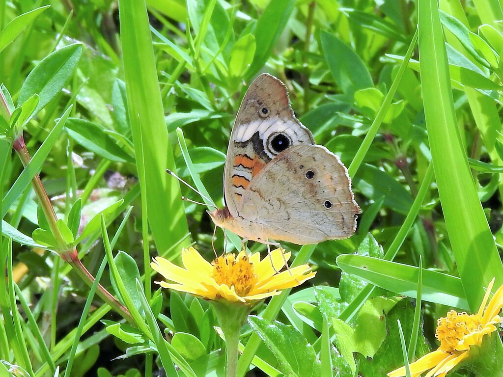 Common Buckeye from Lake Worth Beach, FL 33460, USA on June 23, 2023 at ...