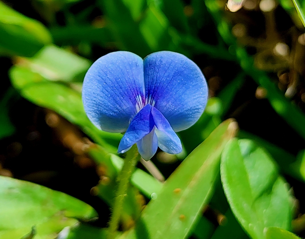creeping vigna from Tallebudgera Valley QLD 4228, Australia on May 13 ...