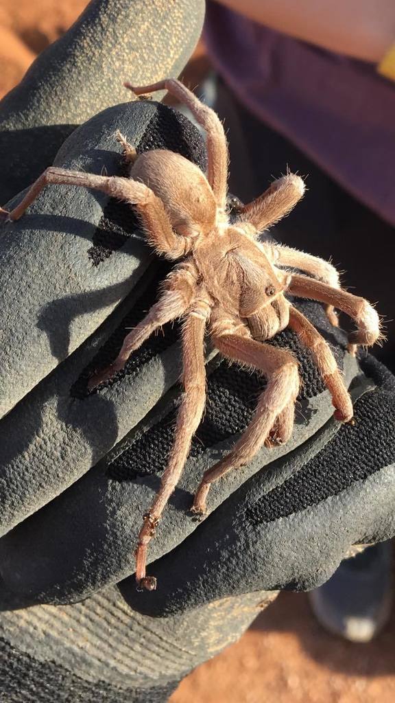 Stirling's Australian Tarantula from Fowlers Gap, NSW, Australia on ...