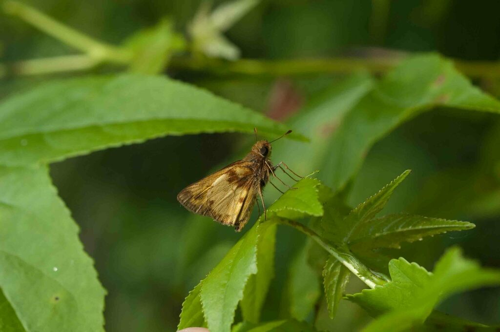 Zabulon Skipper in June 2008 by Moses Michelsohn · iNaturalist