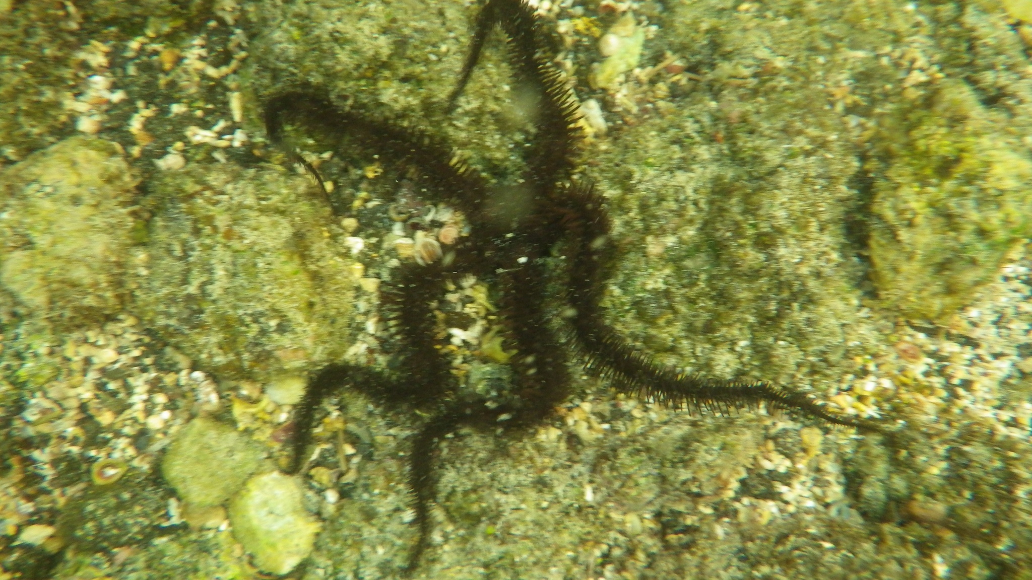 Ophiocoma erinaceus Müller & Troschel, 1842