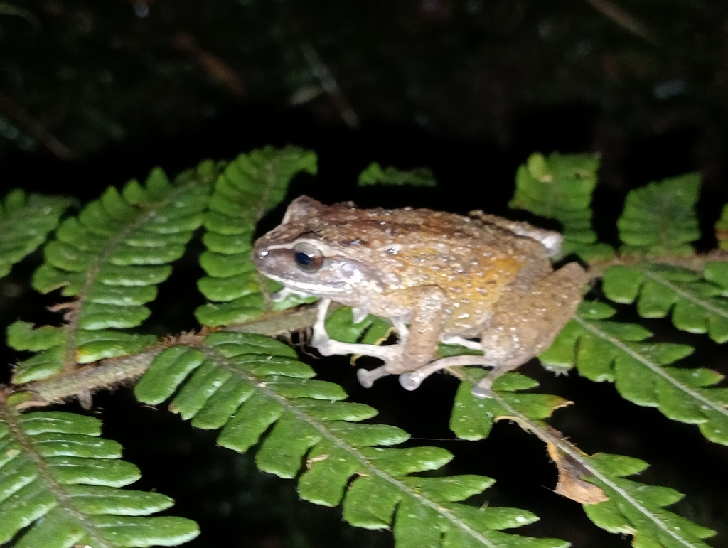 Santander Robber Frog in June 2023 by Fundacion ProAves · iNaturalist