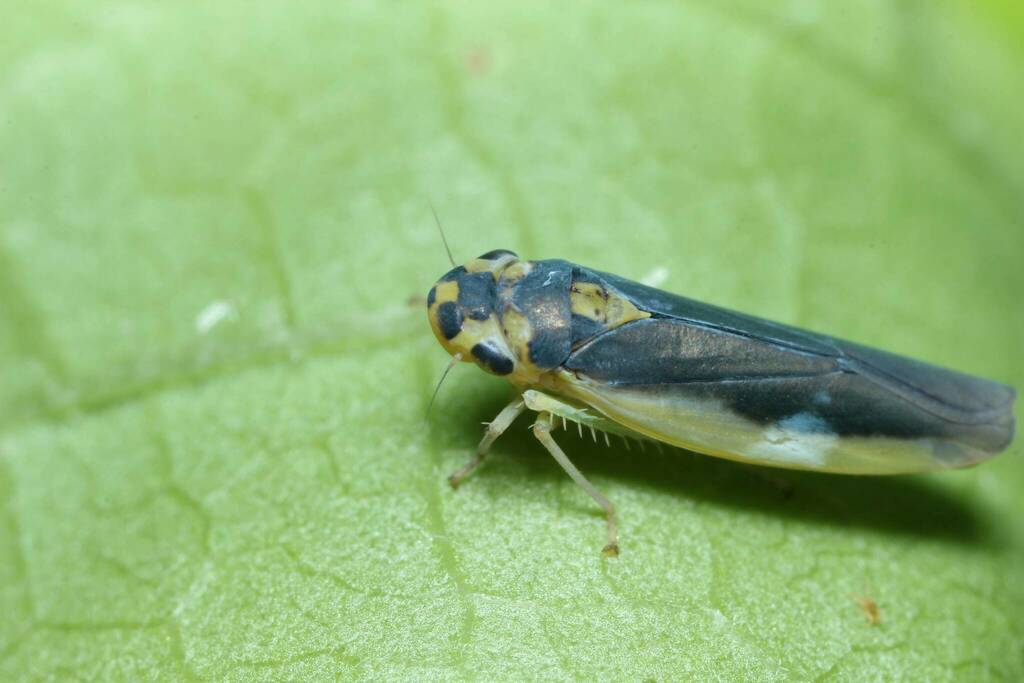 Kolla atramentaria from 小下沢林道 on June 4, 2023 at 08:54 AM by 登坂久雄 ...