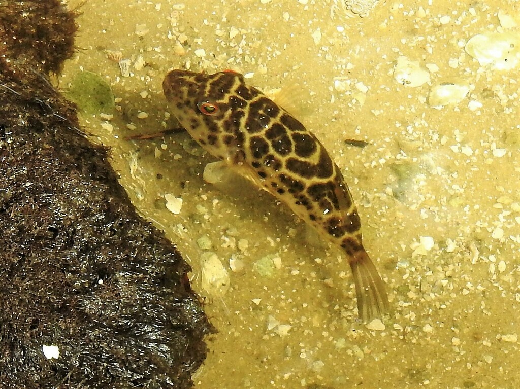 Checkered Puffer from Snook Islands Natural Area, 100 N. Golfview Rd ...