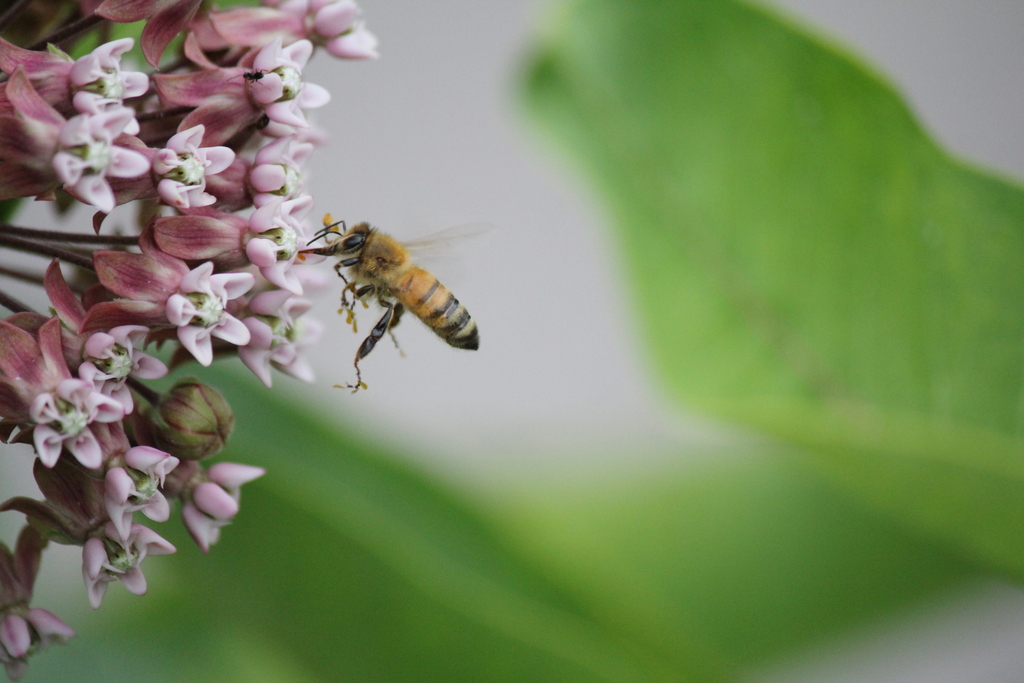 Western Honey Bee from Waterloo, ON, Canada on June 22, 2023 at 07:34 ...