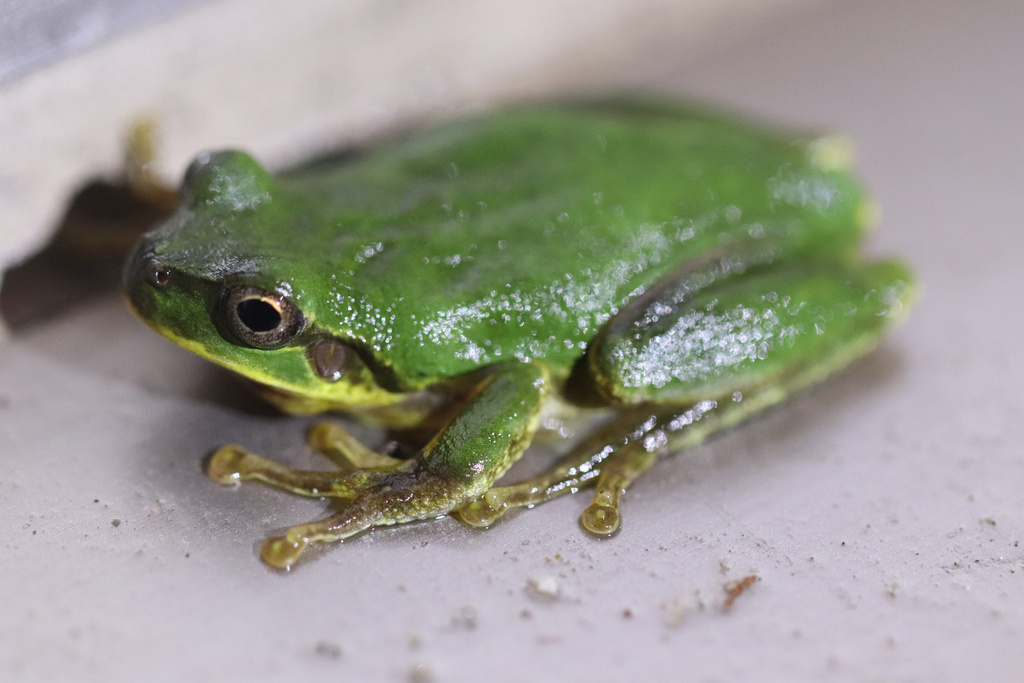 Japanese Tree Frog from 県道78号, 구마게군 야쿠시마조, 가고시마, JP on June 8, 2023 at ...