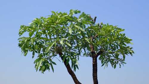 Cabbage tree (Biodiversity of Fairy Glen Private Nature Reserve ...