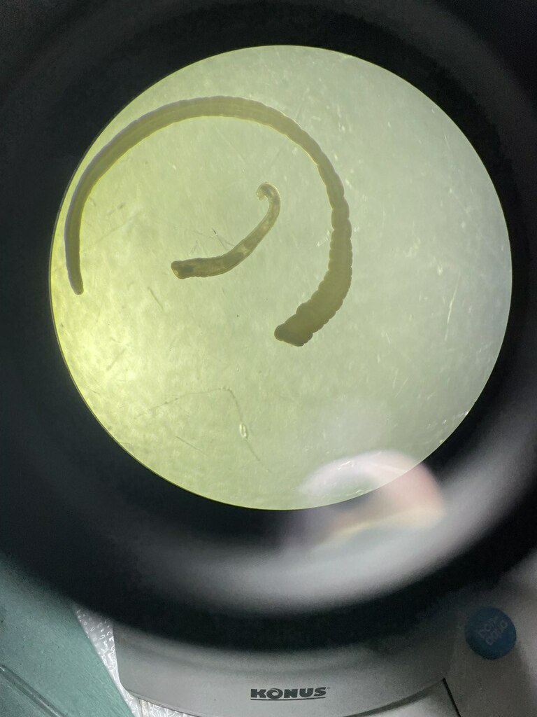 Acanthocephalus ranae from Вилкове, Одеська область, Україна on June 23 ...