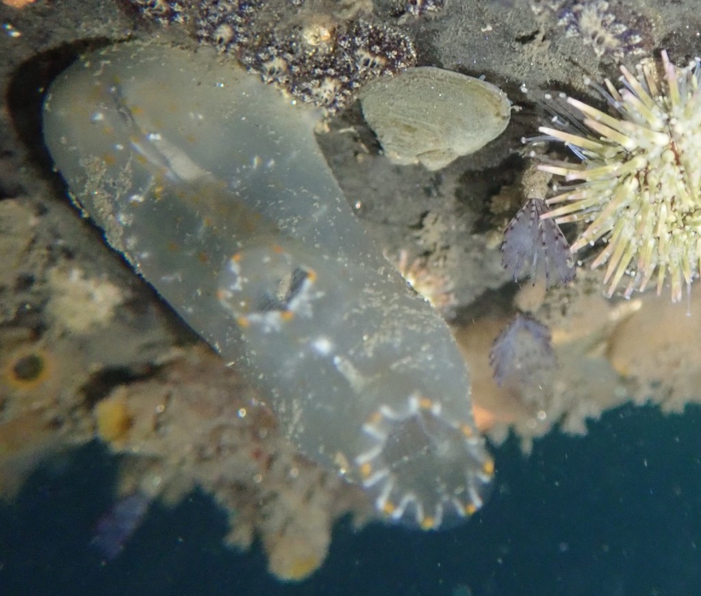 Ciona savignyi from Monterey Bay, CA on December 18, 2018 at 04:46 PM ...