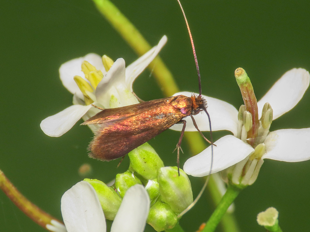 Fairy Moths from Province of L'Aquila, Italy on June 10, 2023 at 09:55 ...