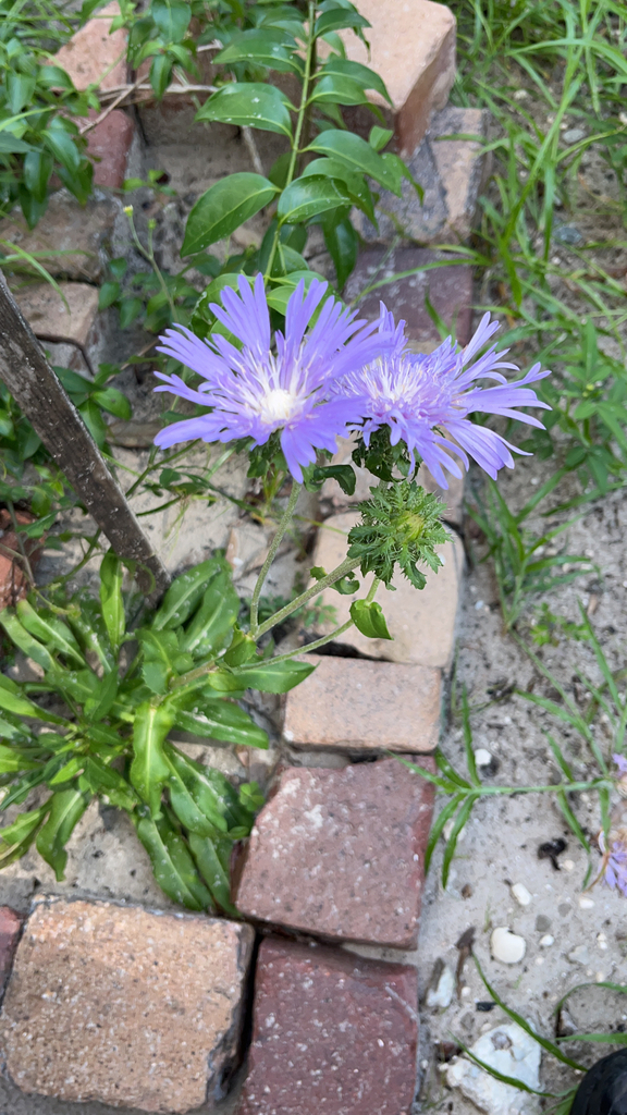 Stokes' aster in June 2023 by Olivier Lacan · iNaturalist